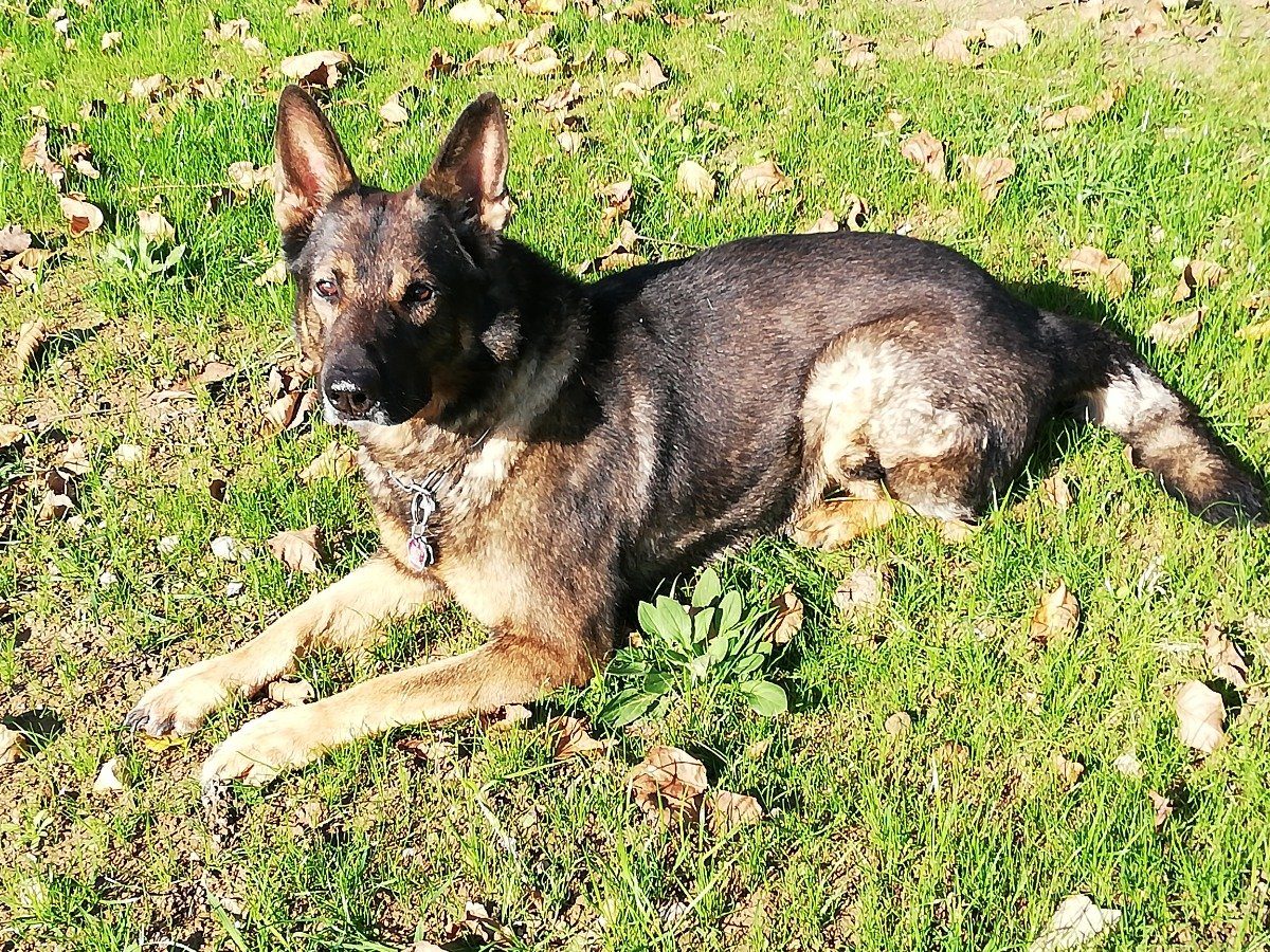 Verein für Deutsche Schäferhunde OG Heidelberg und Dossenheim e.V ...